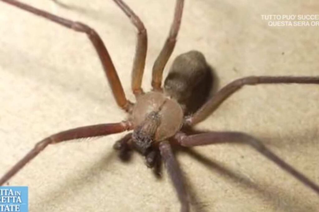 Ragno violino: come comportarsi in caso di puntura - Cityrumors